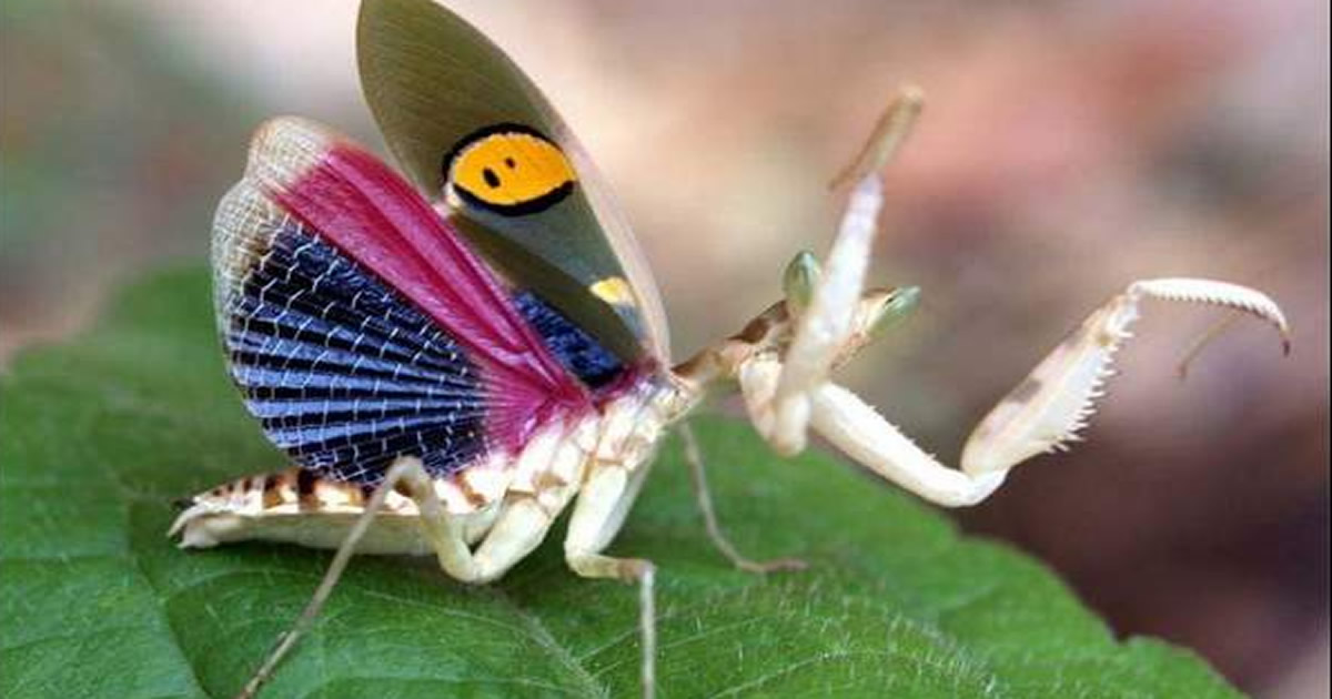 Lindas fotos de insetos (20 fotos) - Tediado