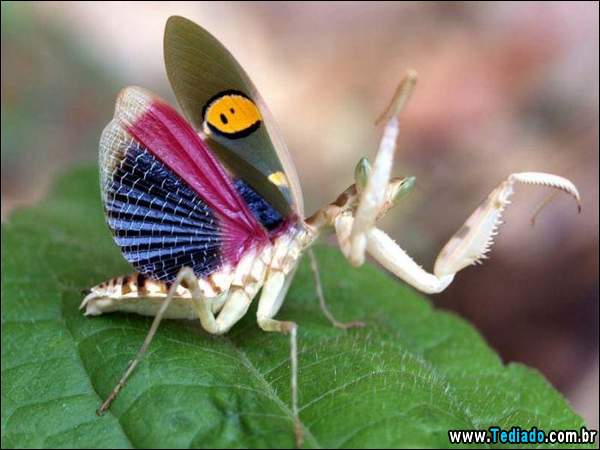 Lindas fotos de insetos (20 fotos) - Tediado