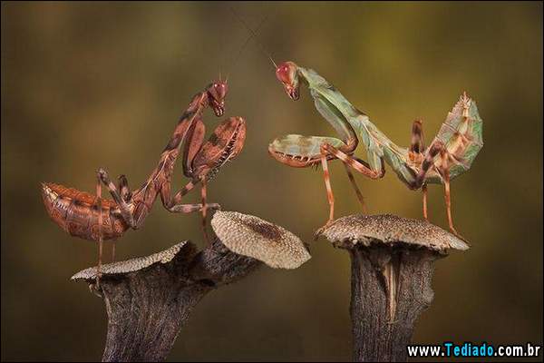 Lindas fotos de insetos (20 fotos) - Tediado