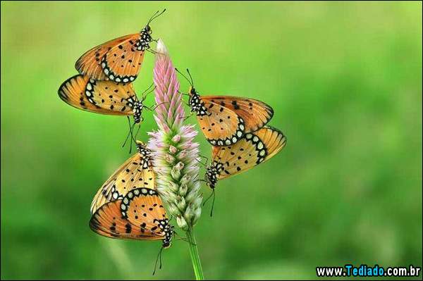 Lindas fotos de insetos (20 fotos) - Tediado