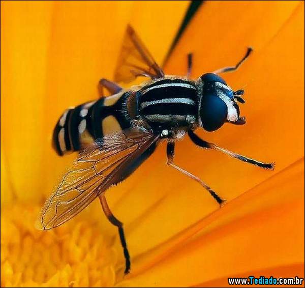 Lindas fotos de insetos (20 fotos) - Tediado