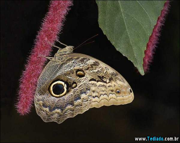 Lindas fotos de insetos (20 fotos) - Tediado