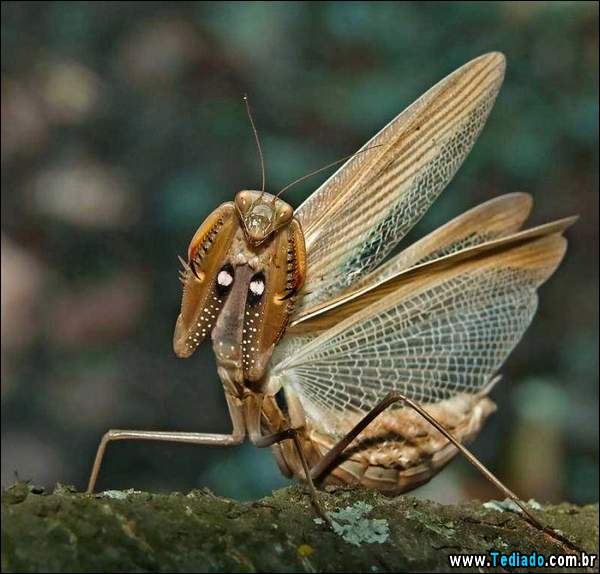 Lindas fotos de insetos (20 fotos) - Tediado