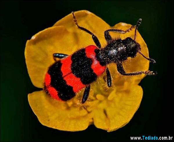 Lindas fotos de insetos (20 fotos) - Tediado