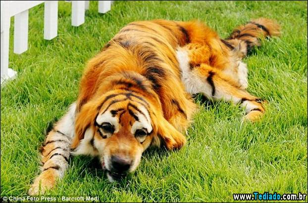 Nova moda na China (17 fotos)