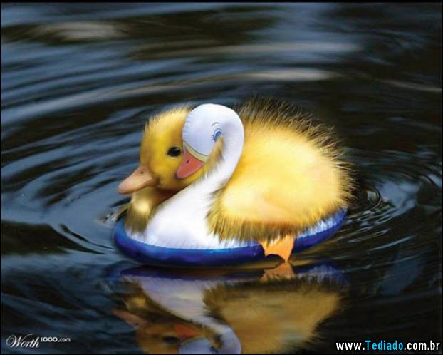 Imagens diversas #07 (37 fotos)