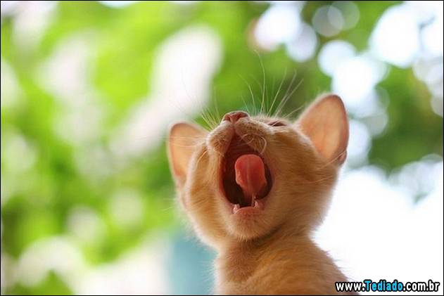 Imagens diversas #13 (46 fotos)