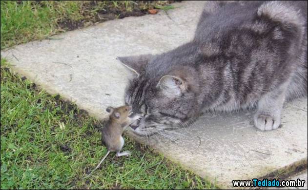 Fotos de bom humor (58 fotos)