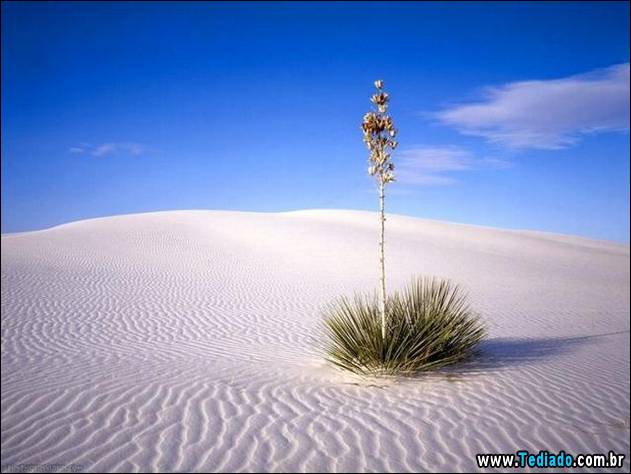 Imagens diversas #14 (33 fotos)