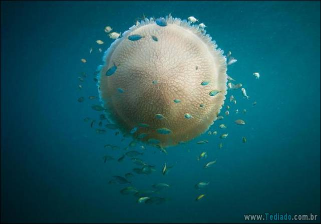 45 belas fotografias subaquáticas