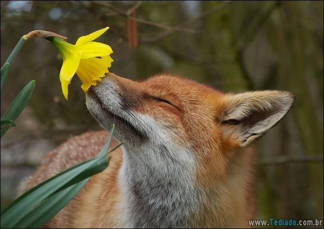 44 Animais que gostam de flores