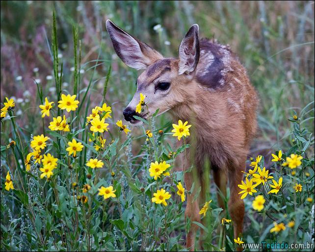 44 Animais que gostam de flores