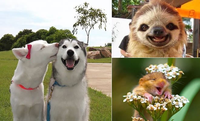 50 Animais sorrindo, que irá fazer você sorrir