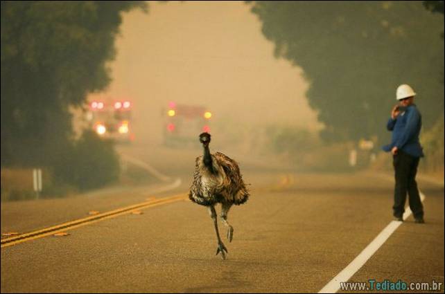 25 Fotos interessantes