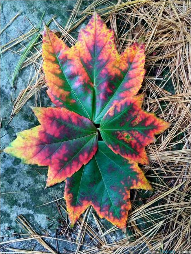 Imagens diversas #20 (34 fotos)