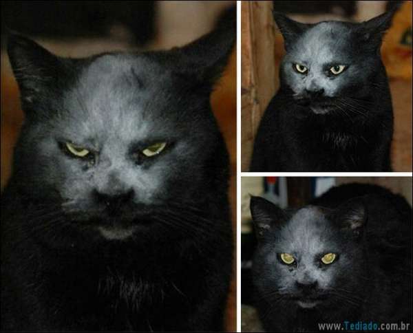 23 fotos que prova que os gatos são realmente demônios