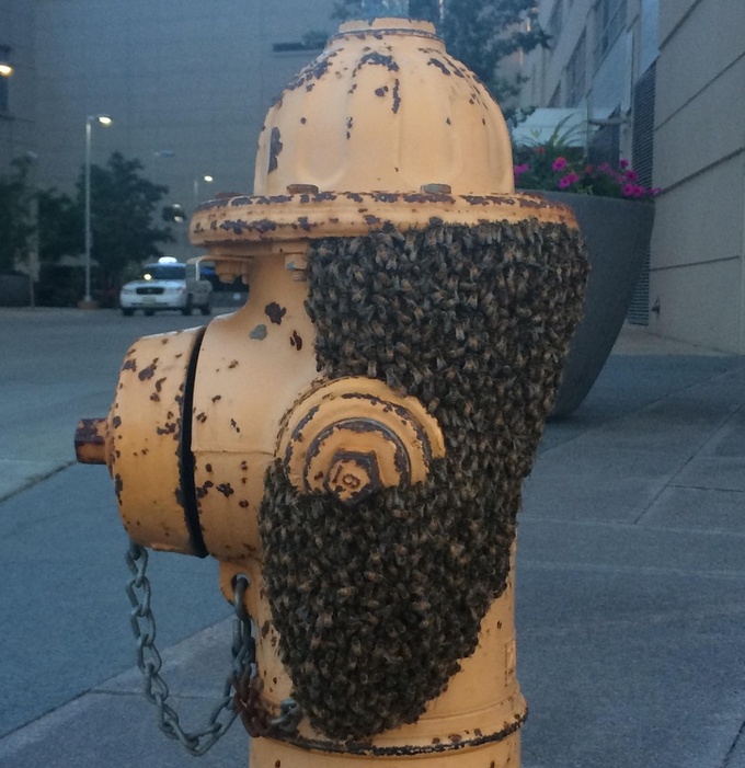 20 fotos insanas que podem fazer com que alguém saia da Internet - Tediado