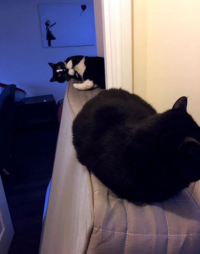 29 gatos tontos que vão fazer você rir alto - Tediado