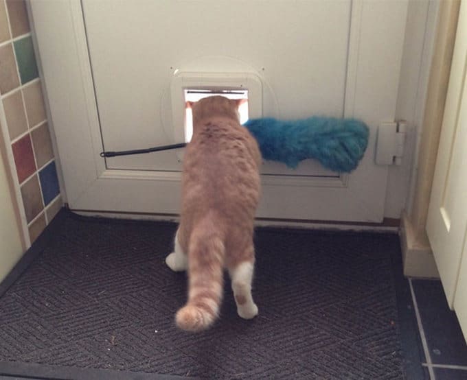 29 gatos tontos que vão fazer você rir alto - Tediado