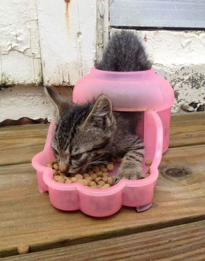 29 gatos tontos que vão fazer você rir alto - Tediado