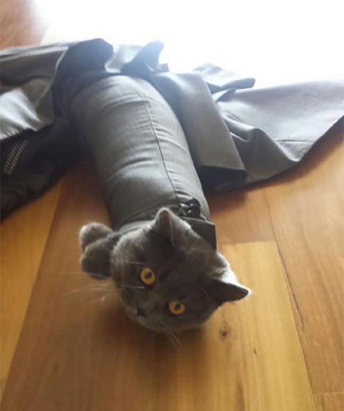 29 gatos tontos que vão fazer você rir alto - Tediado