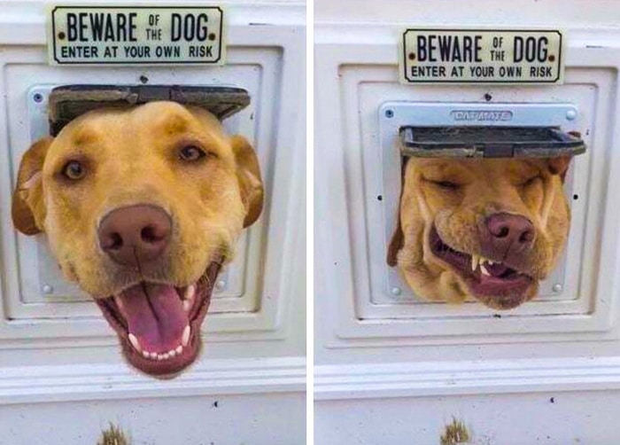 24 fotos de animais que nos fazem chorar de rir - Tediado