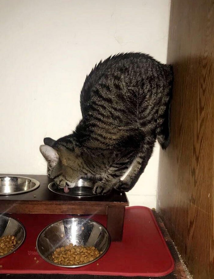 24 fotos de animais que nos fazem chorar de rir - Tediado