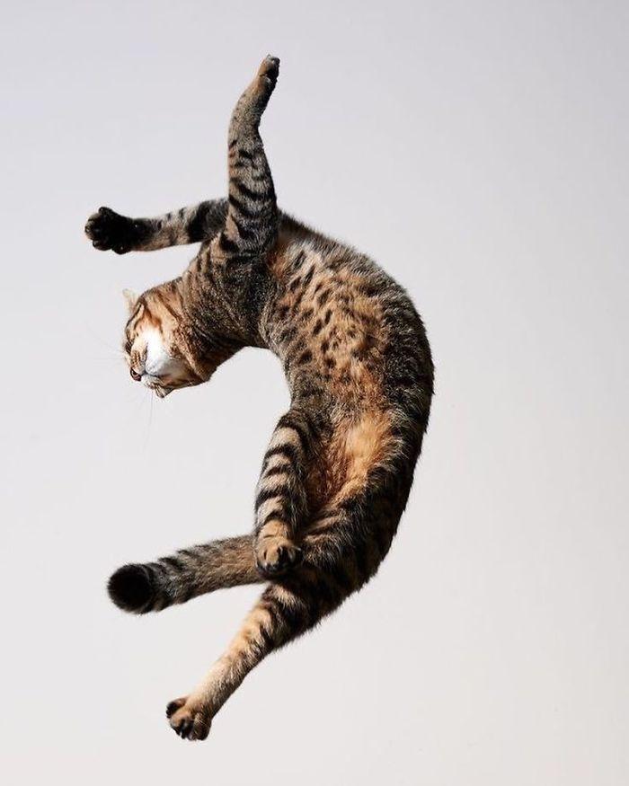 36 das mais divertidas fotos de gatos dançando - Tediado