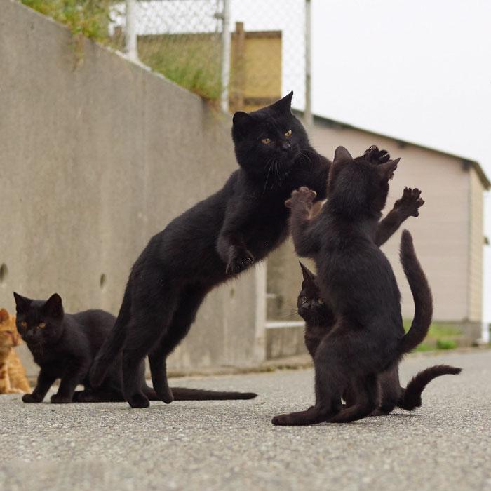 36 das mais divertidas fotos de gatos dançando - Tediado