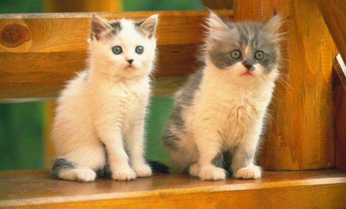 10 motivos para adotar dois gatos ao invés de um - Tediado