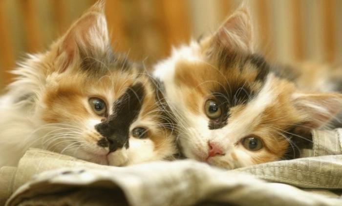 10 motivos para adotar dois gatos ao invés de um - Tediado