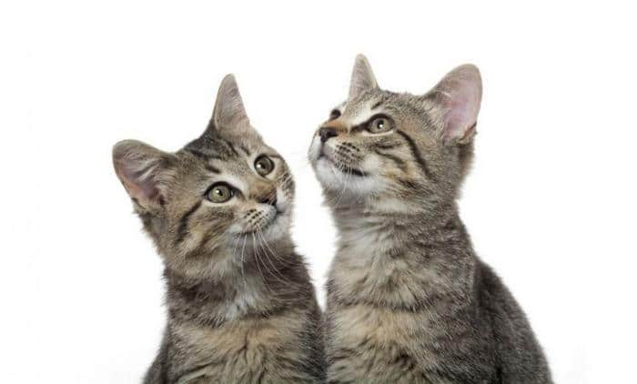 10 motivos para adotar dois gatos ao invés de um - Tediado