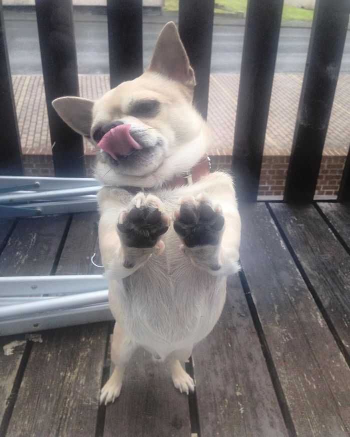 25 animais que adora lamber vidros que vão fazer você morrer de rir ...