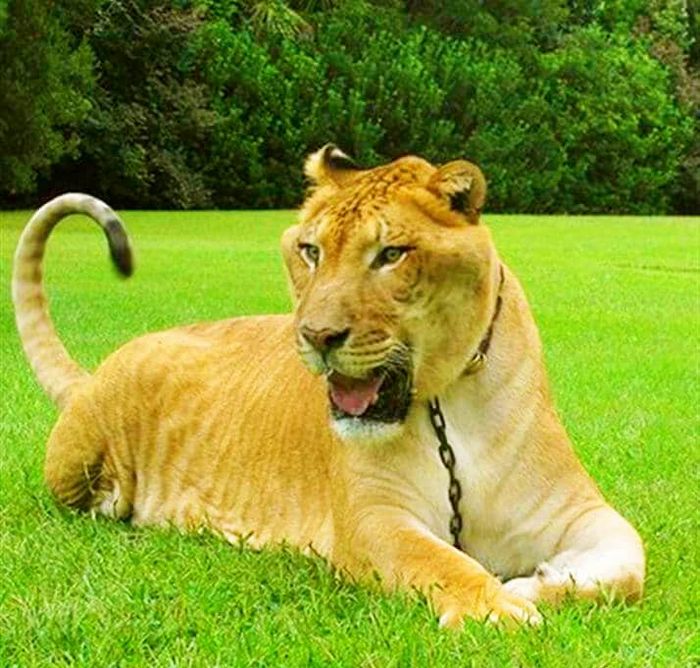 Conheça Ligre o maior felino do mundo um híbrido entre leão e tigre ...