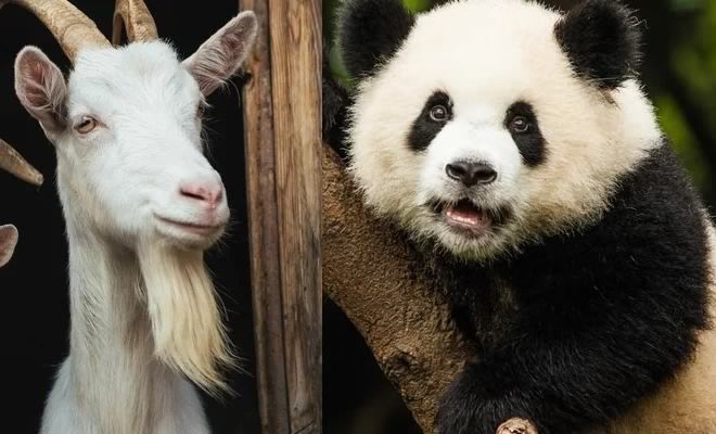 26 fatos inusitados do reino animal - Tediado