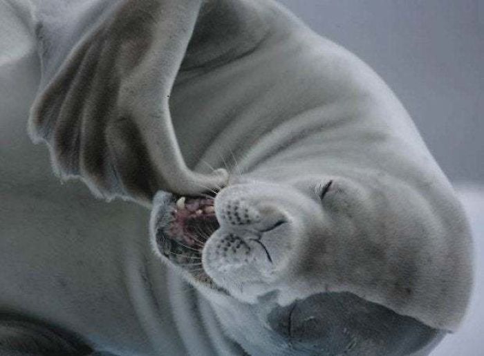 30 fotos divertidas de focas que não conseguem conter o riso - Tediado