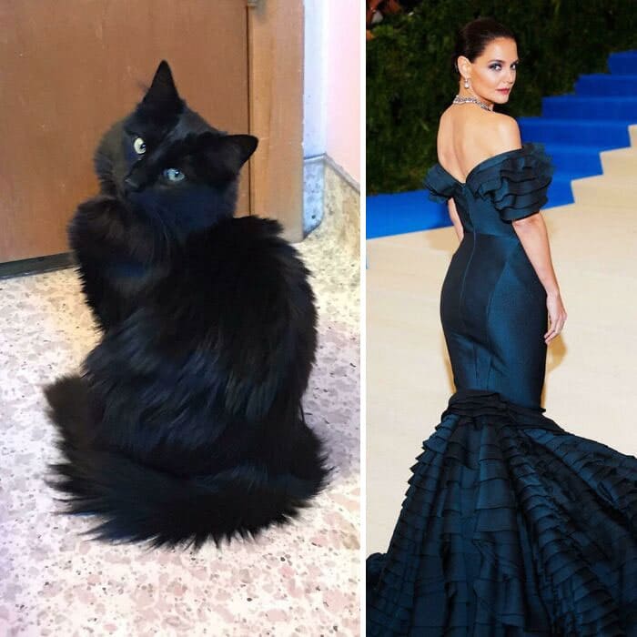 34 fotos de gatos supermodelos que certamente sabem fazer uma pose ...