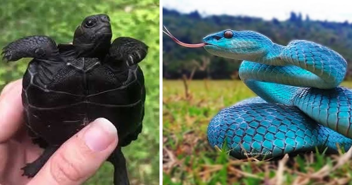 7 animais raros que você precisa conhecer - Tediado