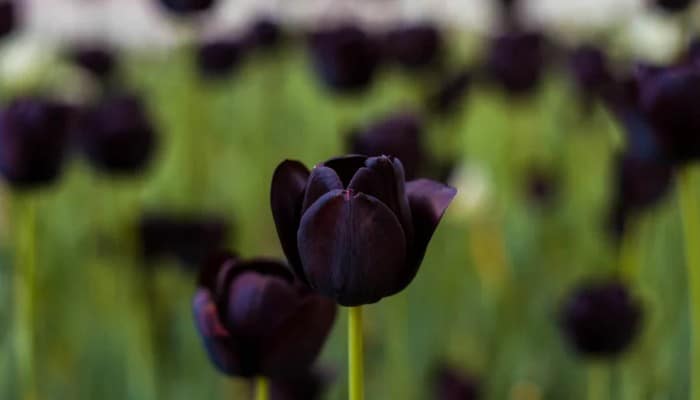 6 flores negras que são lindas e misteriosas - Tediado