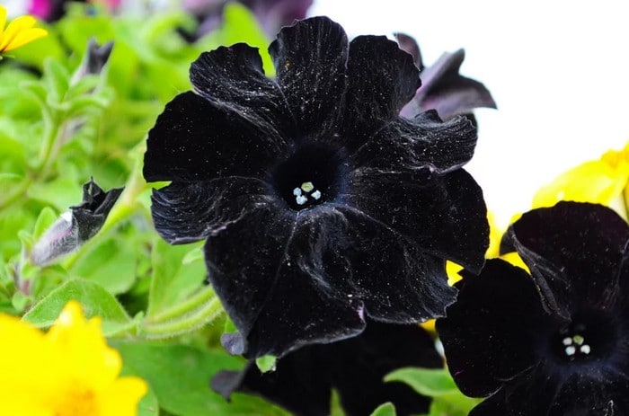 6 flores negras que são lindas e misteriosas - Tediado