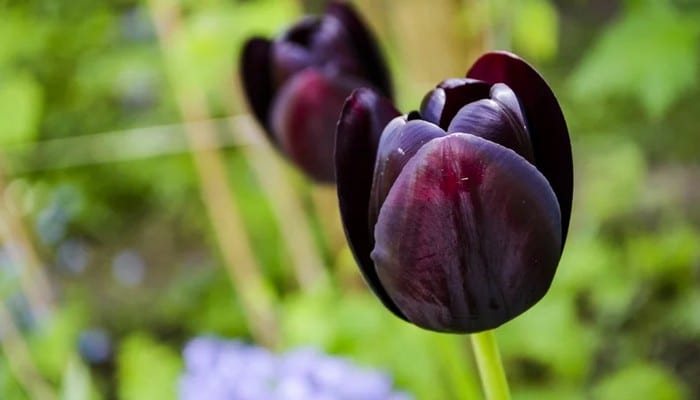 6 flores negras que são lindas e misteriosas - Tediado