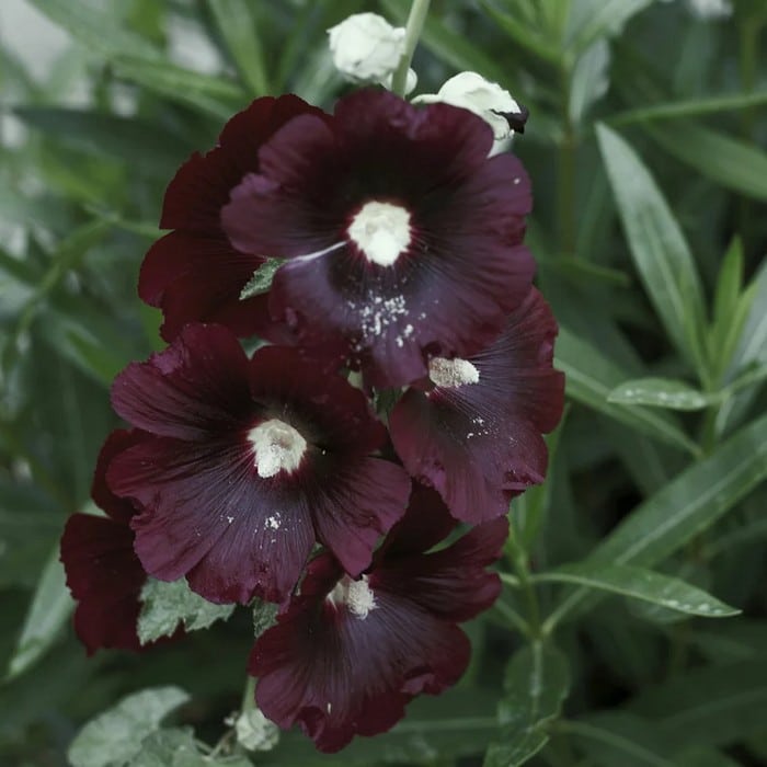 6 flores negras que são lindas e misteriosas - Tediado