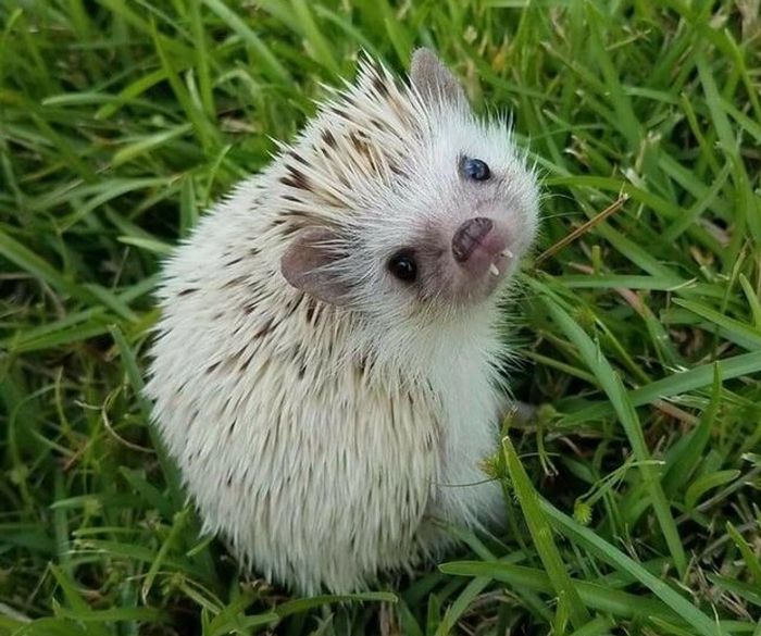 25 pequenos animais que são tão charmosos quanto pequenos - Tediado