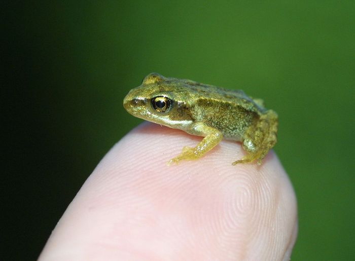 25 pequenos animais que são tão charmosos quanto pequenos - Tediado