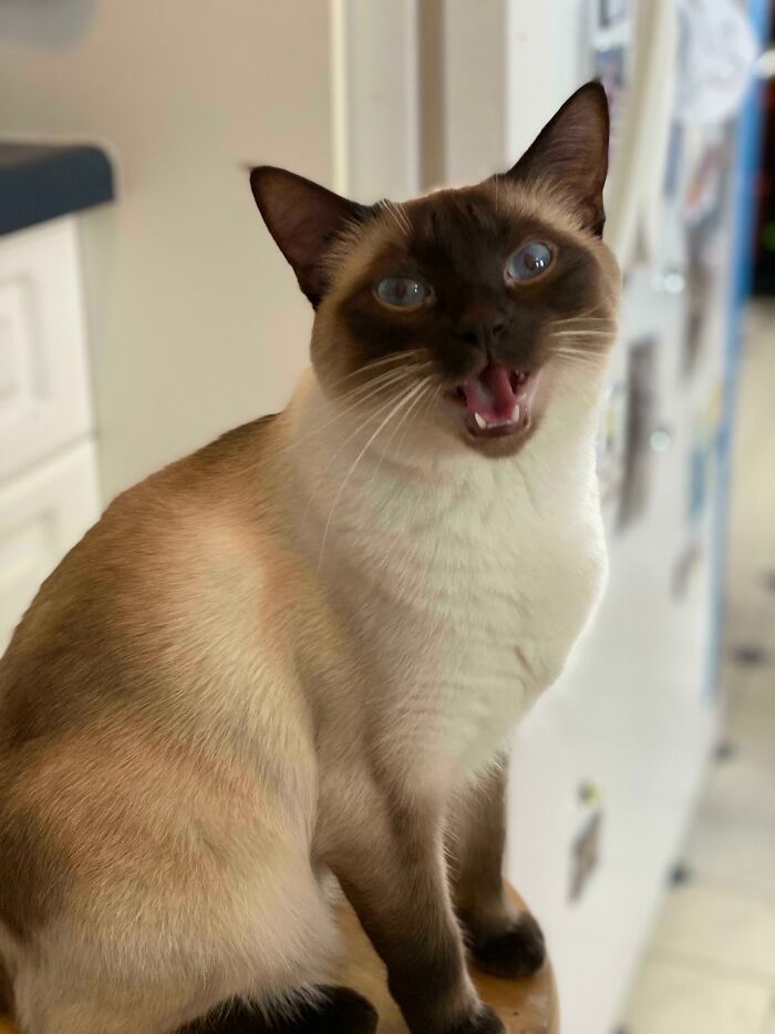 26 melhores fotos de gatos miando, uma arte que só eles sabe fazer ...