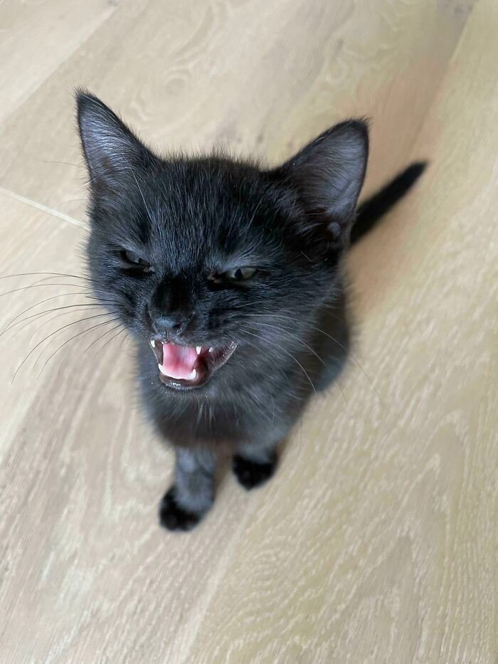 26 melhores fotos de gatos miando, uma arte que só eles sabe fazer ...