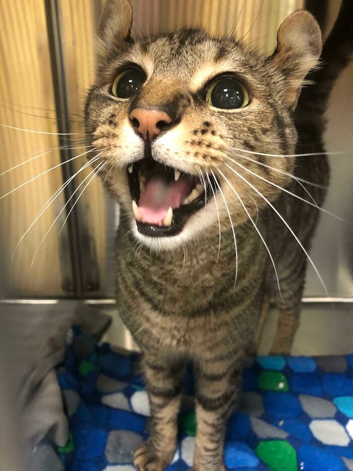 26 melhores fotos de gatos miando, uma arte que só eles sabe fazer ...