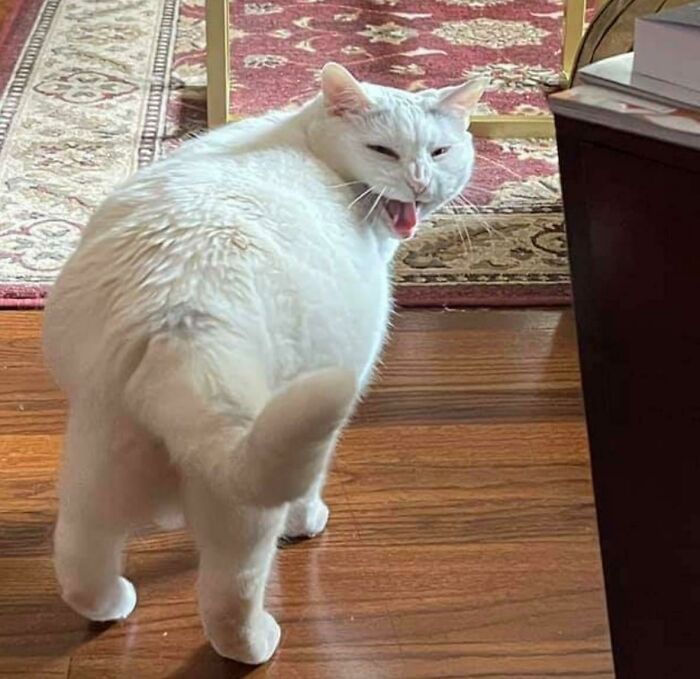 26 melhores fotos de gatos miando, uma arte que só eles sabe fazer ...