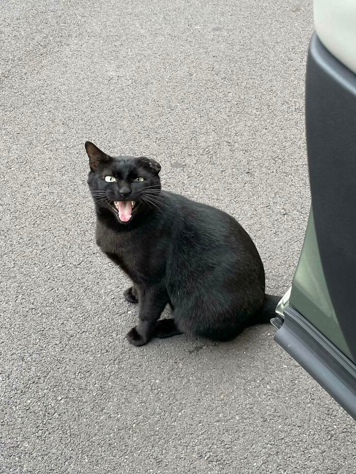 26 melhores fotos de gatos miando, uma arte que só eles sabe fazer ...