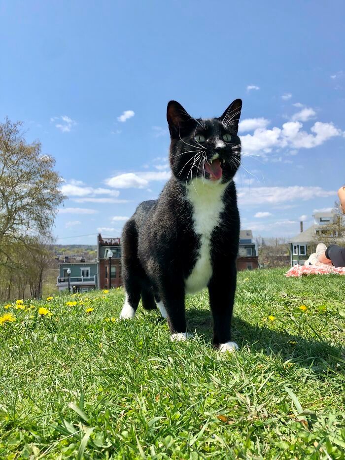 26 melhores fotos de gatos miando, uma arte que só eles sabe fazer ...